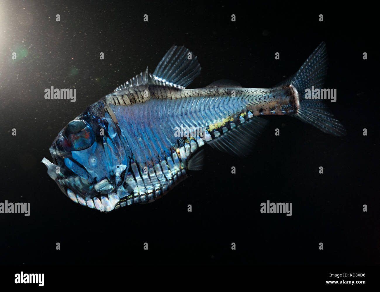 Deepsea Life High Resolution Stock Photography and Images - Alamy