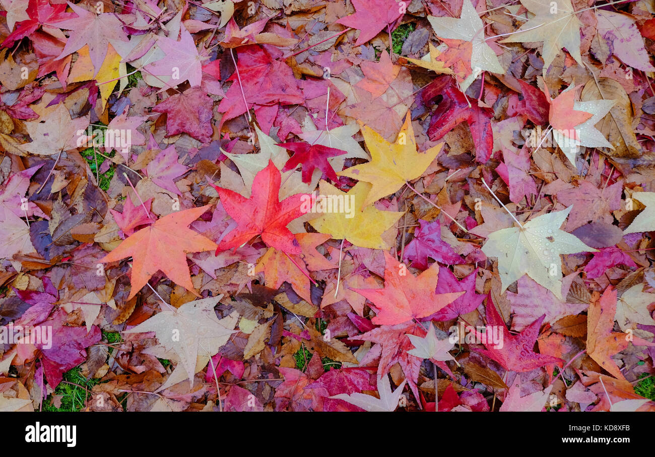 Fallen maple leaves at the forest in autumn. Nature background Stock ...