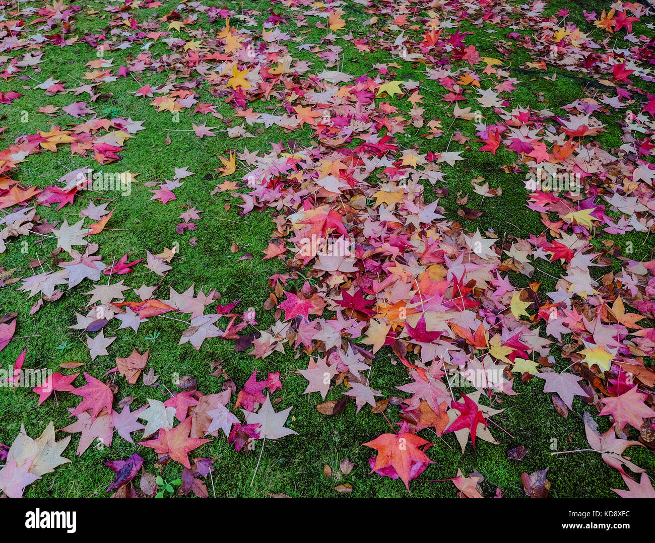 Fallen maple leaves at the park in autumn. Nature background Stock ...