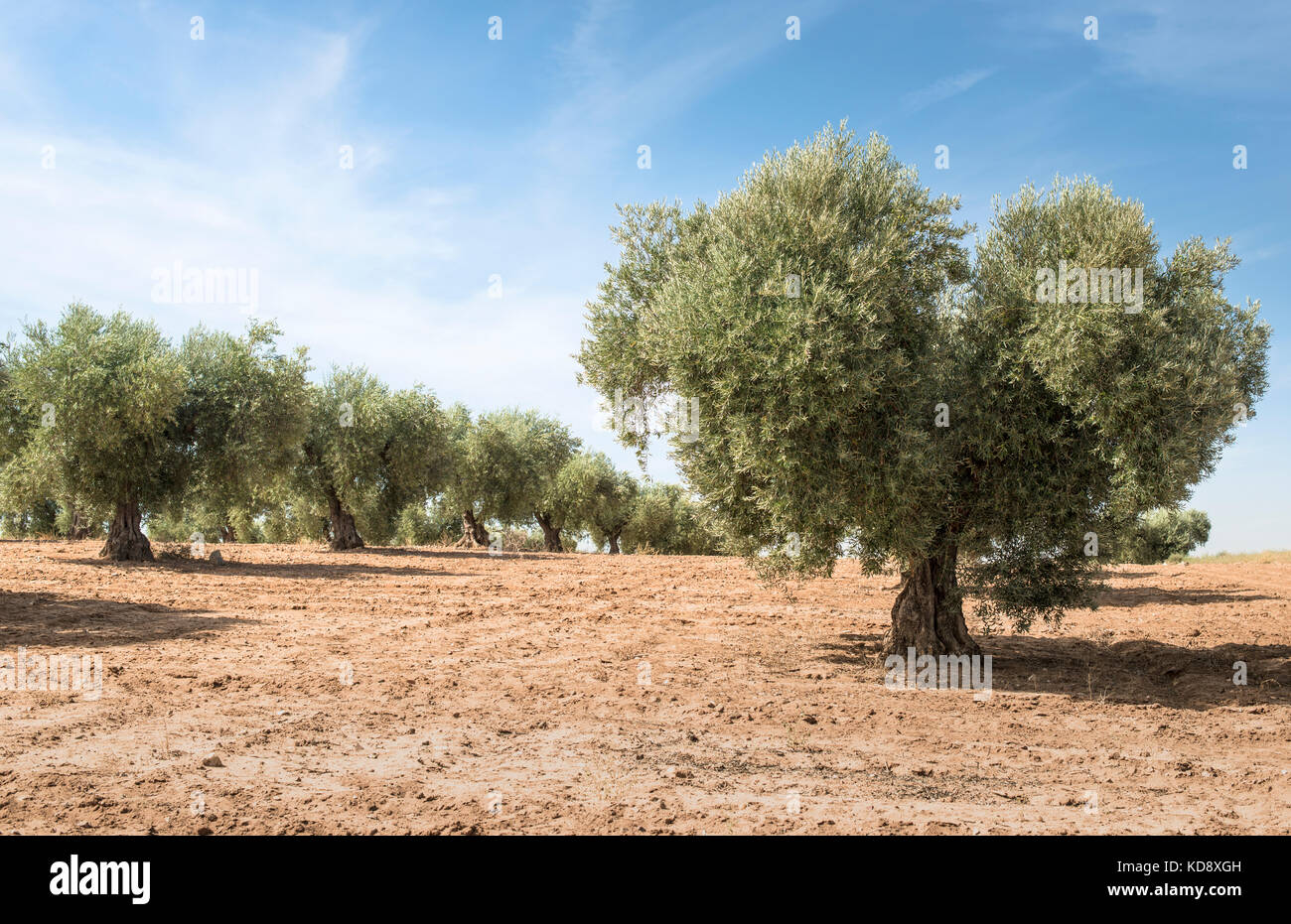 Olive farm. Olive trees in row and blue sky Stock Photo - Alamy