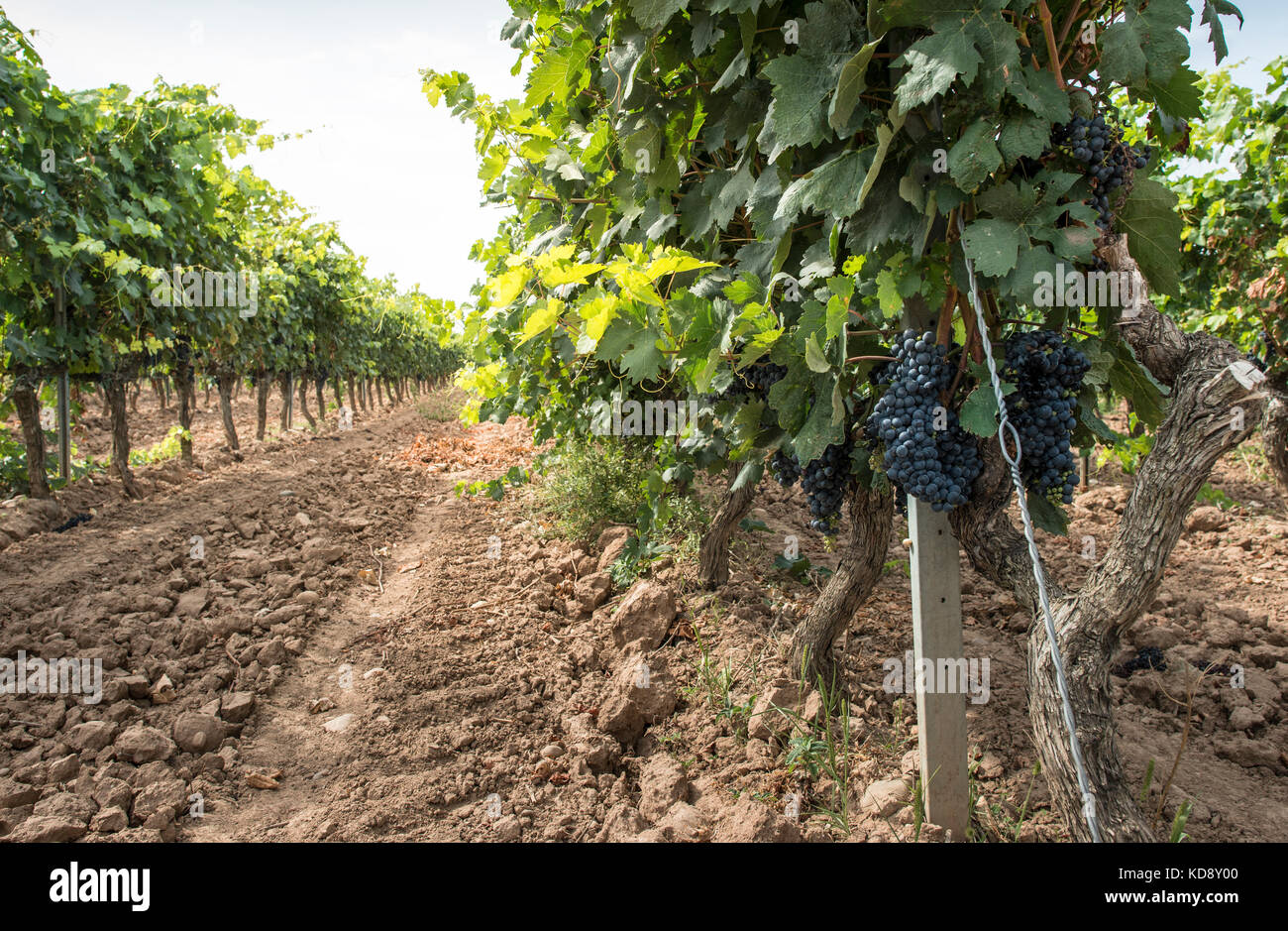 Red wine grapes. Vineyards Stock Photo - Alamy