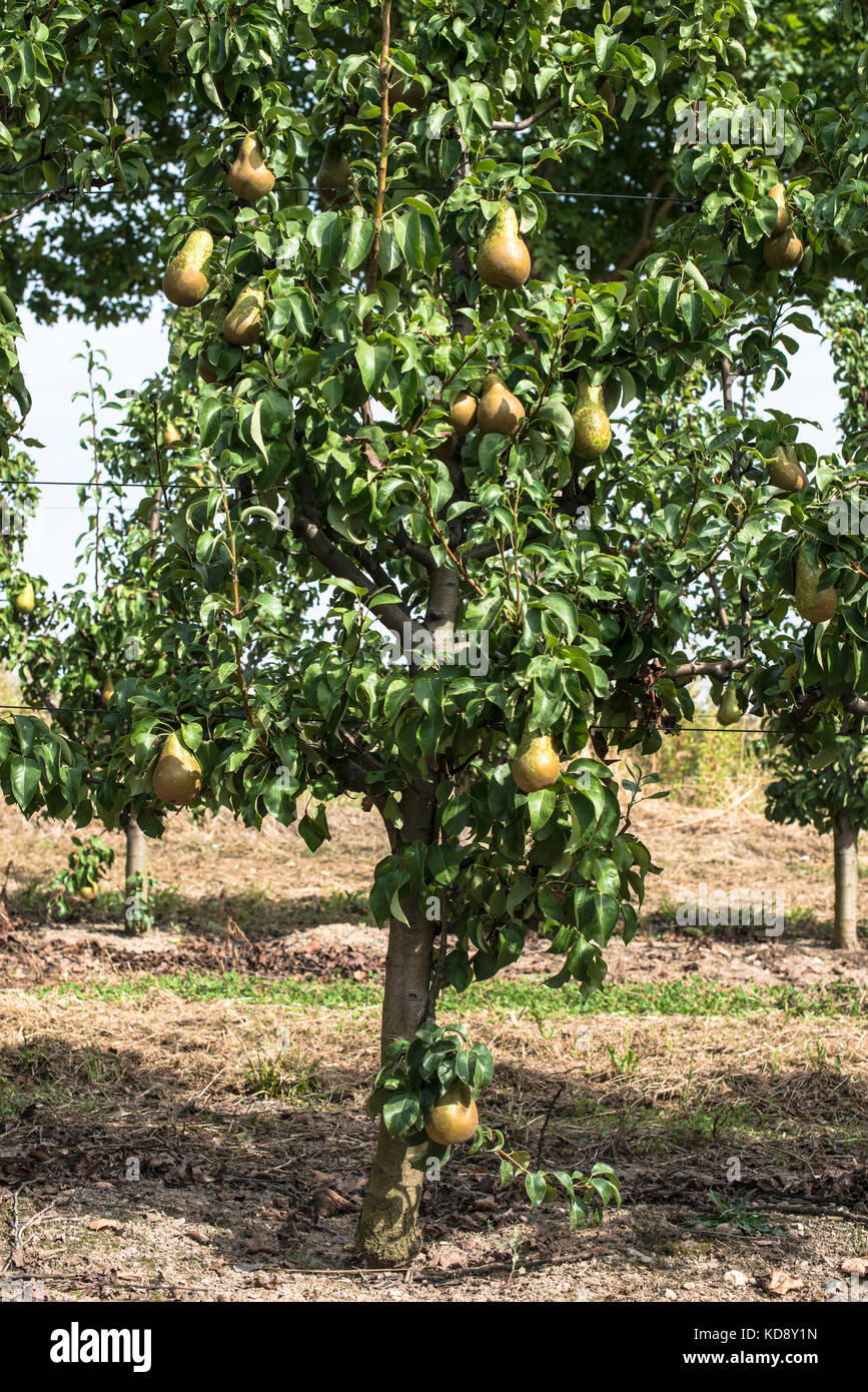 Pears in orchard. Pears trees Stock Photo - Alamy