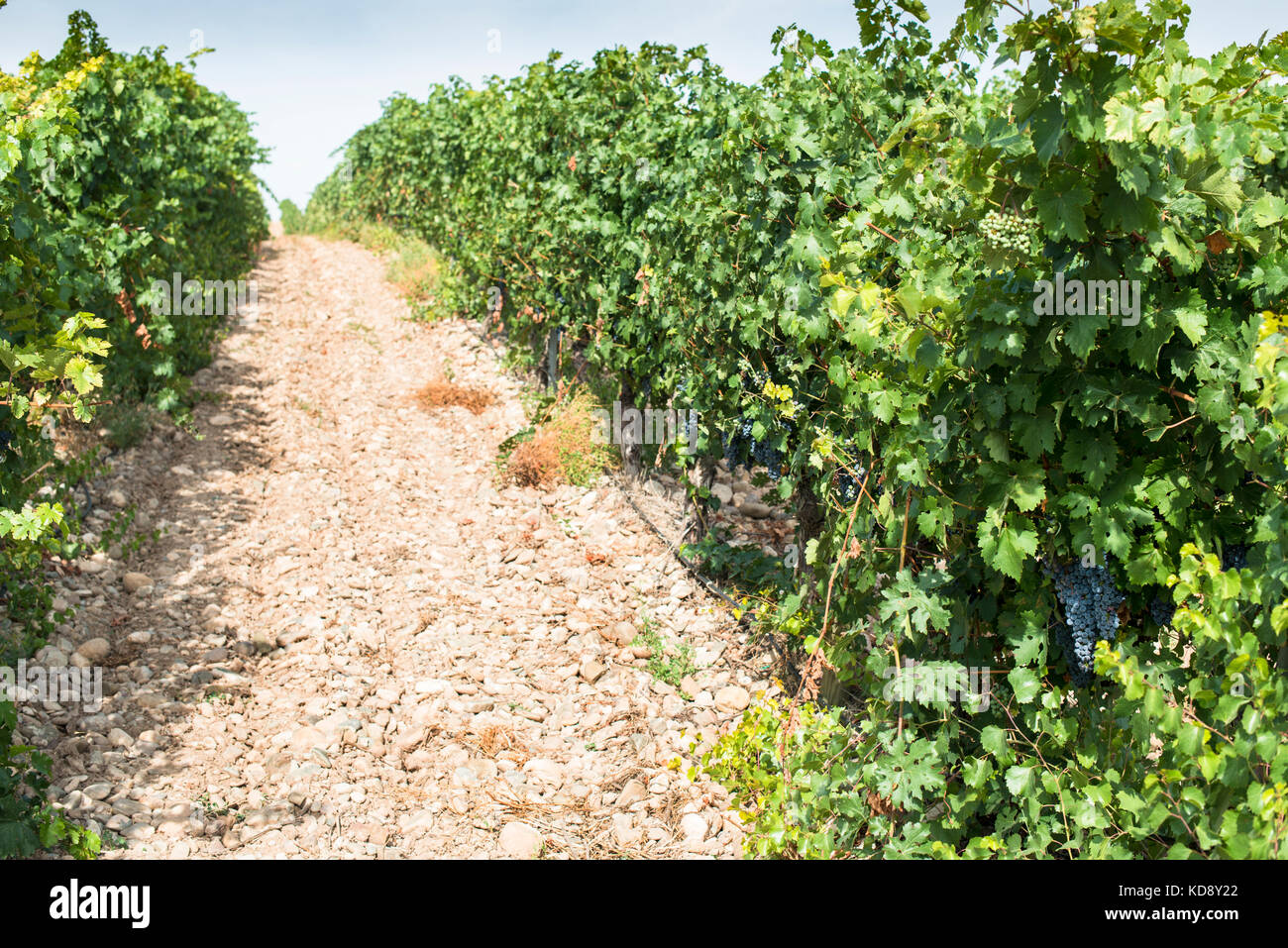 Red wine grapes. Vineyards Stock Photo - Alamy