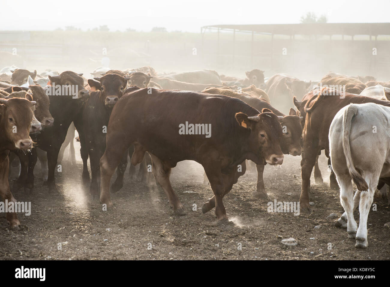 Calves in farm for veal Stock Photo - Alamy