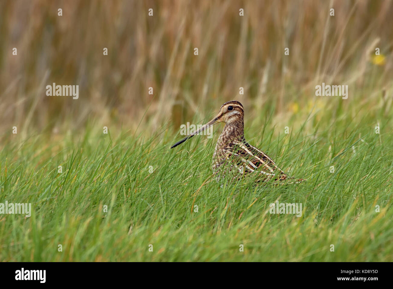 Marais snipes hi-res stock photography and images - Alamy