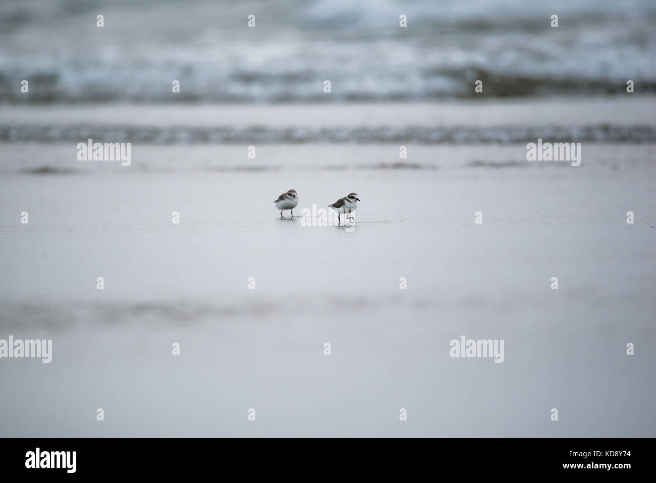 Plover Birds on the beach in water Stock Photo - Alamy
