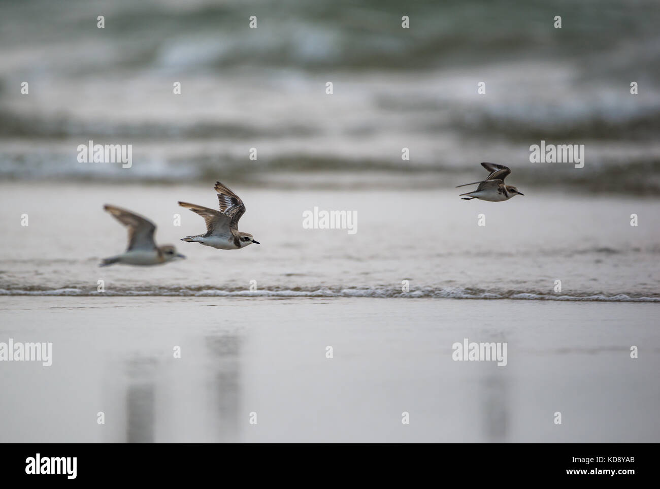 Tropical sea birds flying hi-res stock photography and images - Alamy