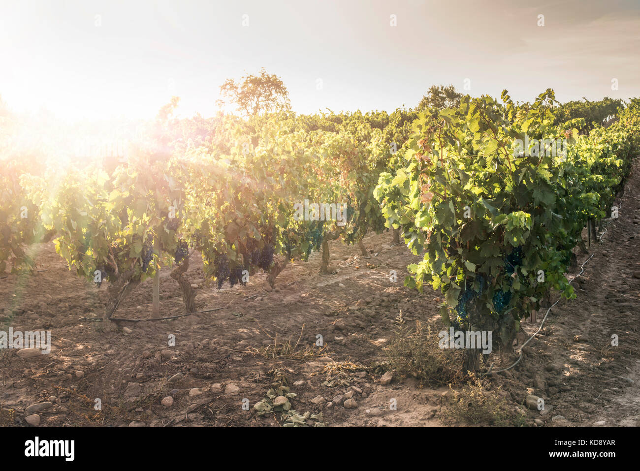 Grapes on sunset. Yellow red sun rays. Backlight sun Stock Photo - Alamy