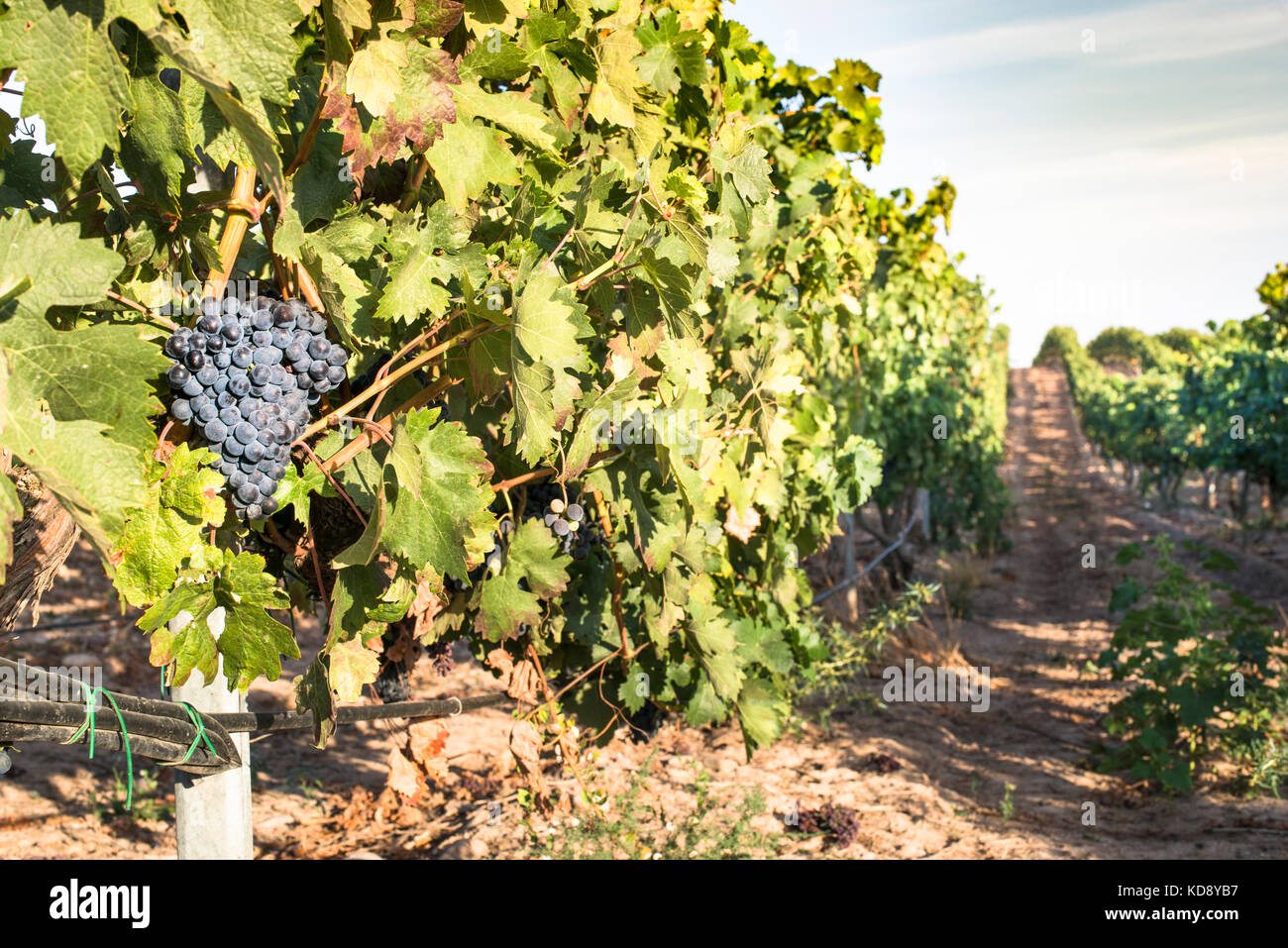 Red wine grapes. Vineyards Stock Photo - Alamy