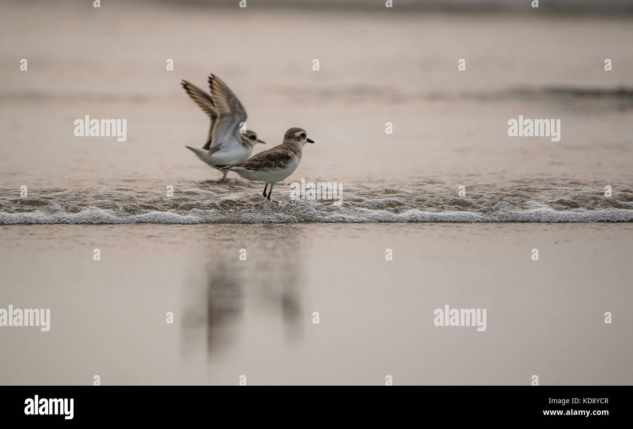 Birds playing in water hi-res stock photography and images - Alamy
