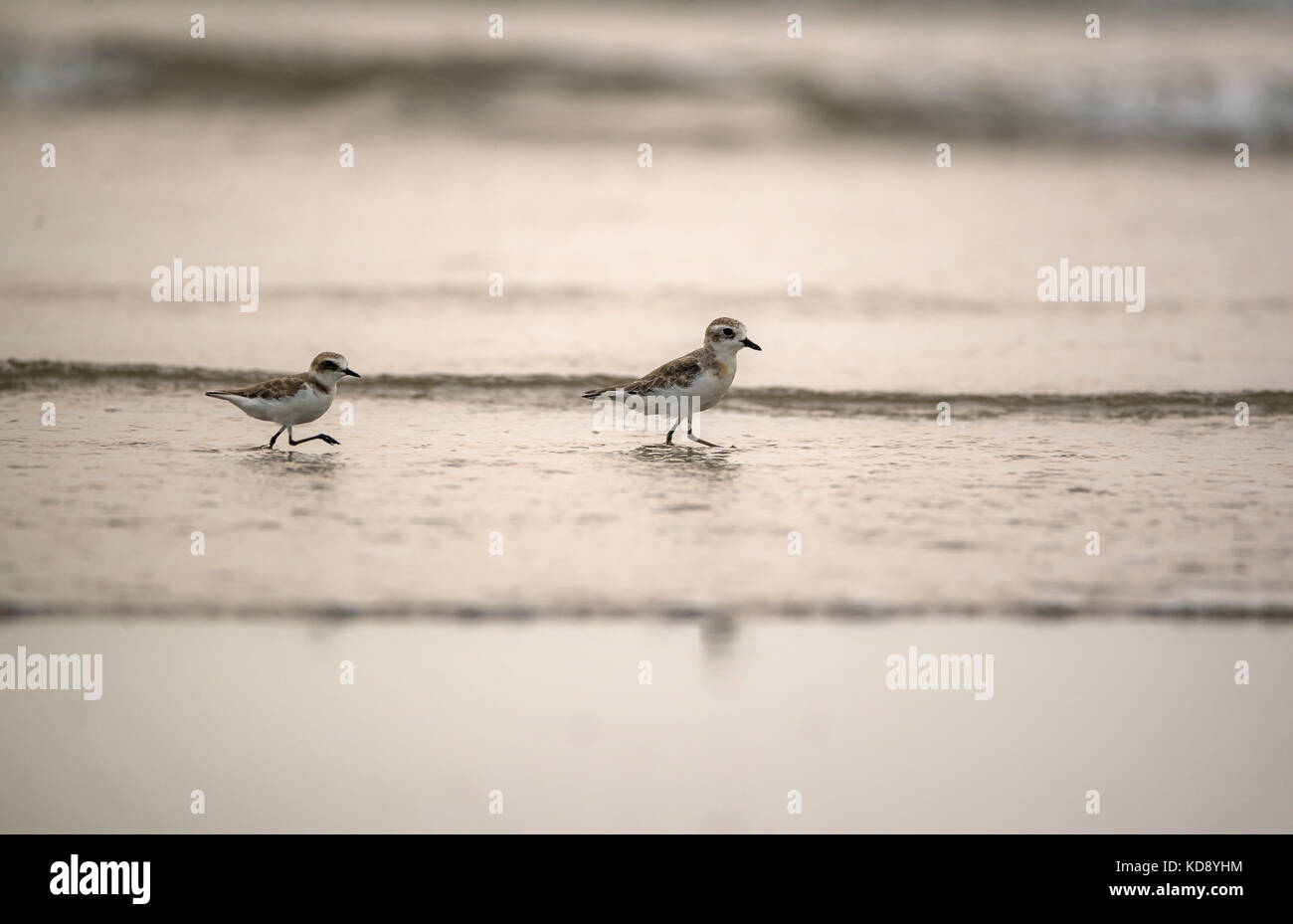 Pair of plover birds walking on the beach in the evening Stock Photo ...