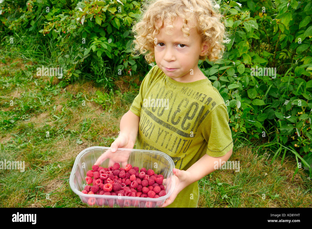a little blond boy picking raspberries in the garden Stock Photo - Alamy