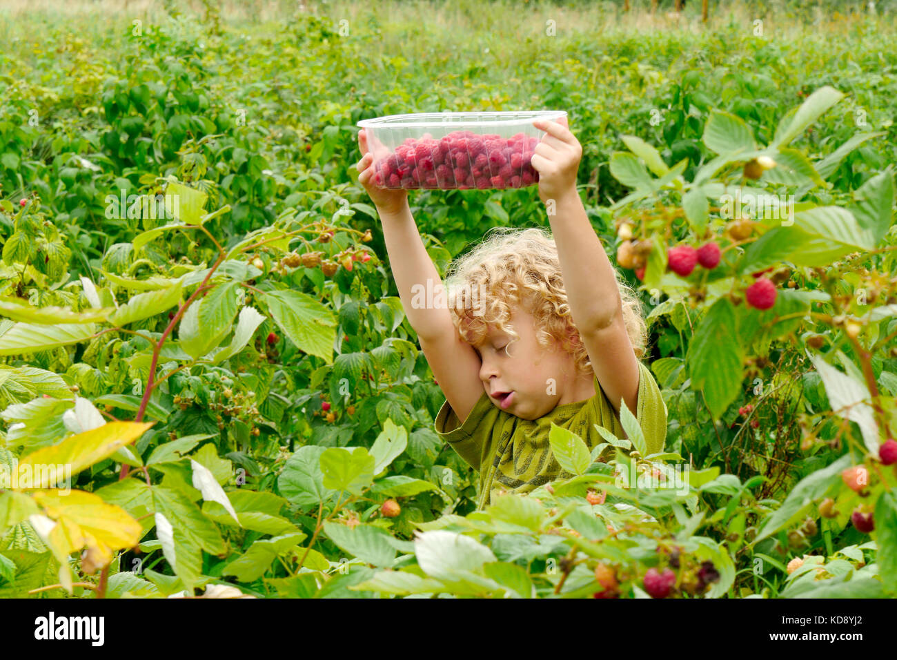 a little blond boy picking raspberries in the garden Stock Photo - Alamy