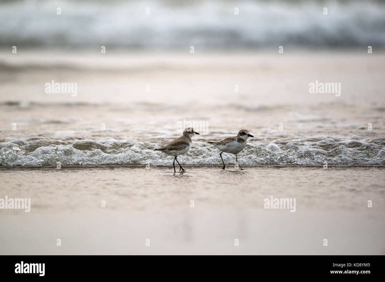 Plover in waves hi-res stock photography and images - Alamy