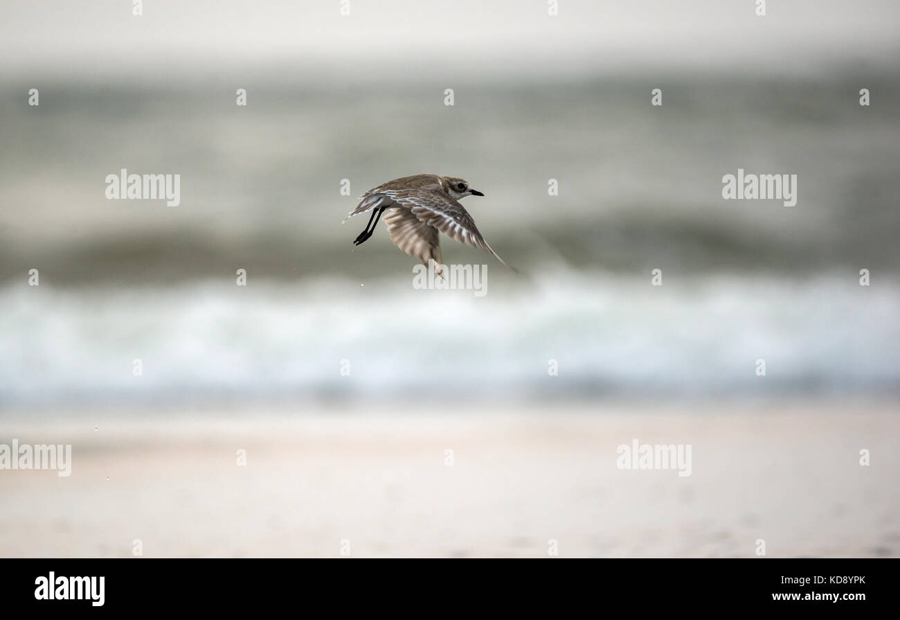 Flying plover hi-res stock photography and images - Alamy