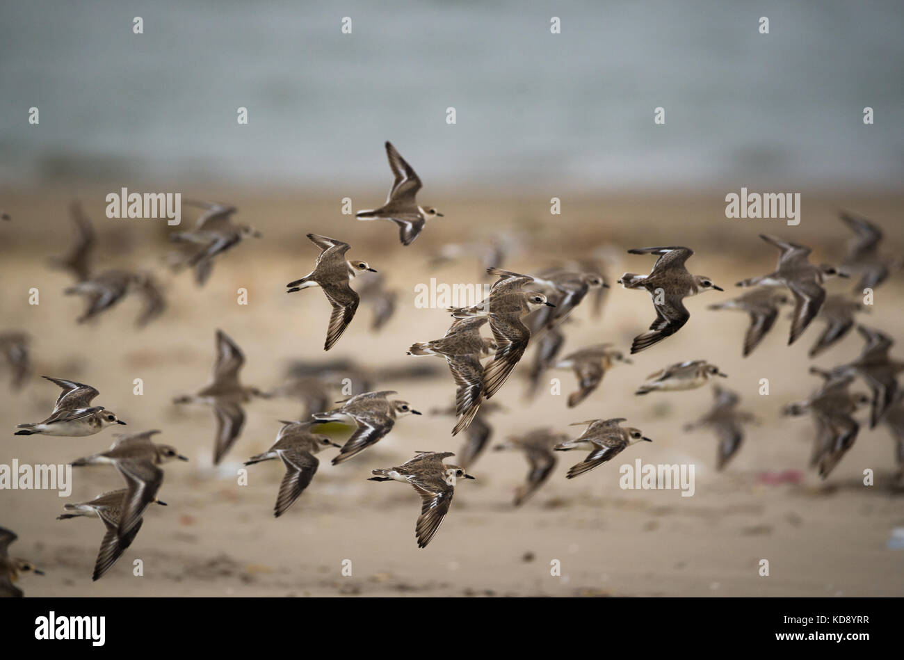 Flock of Birds flying across the beach Stock Photo - Alamy