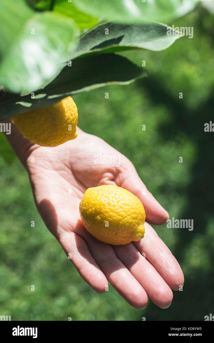 Young lemon tree and fruit. Hand hold freshl lemon Stock Photo - Alamy