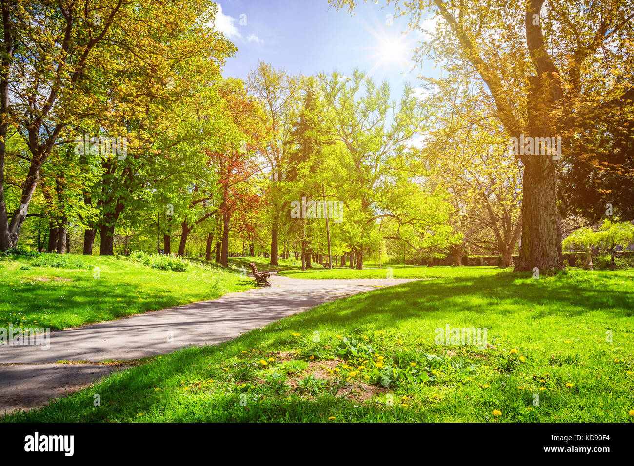 Park in the spring with green lawn, sun light. Stone pathway in a green ...