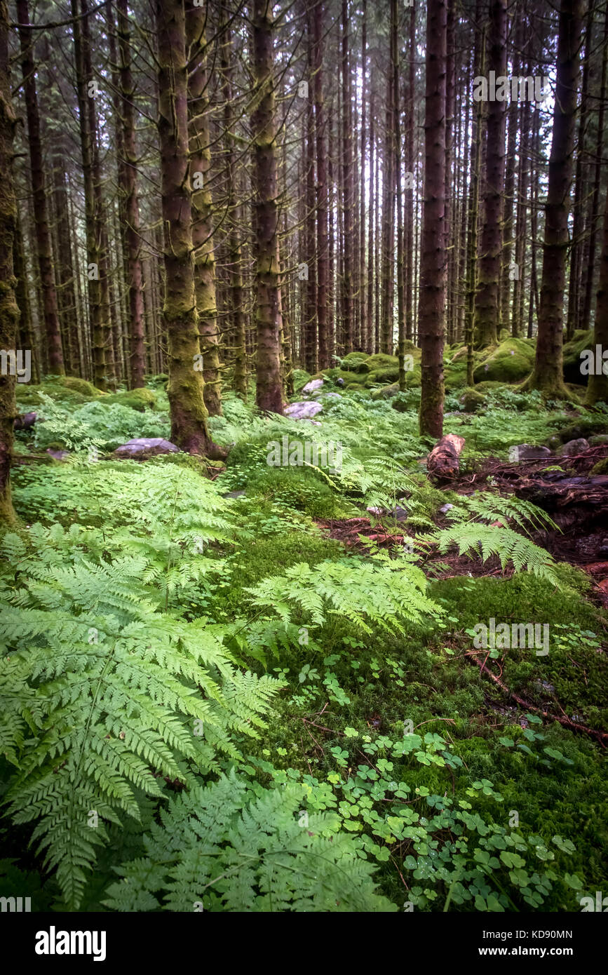 dark scary spruce tree forest Stock Photo - Alamy