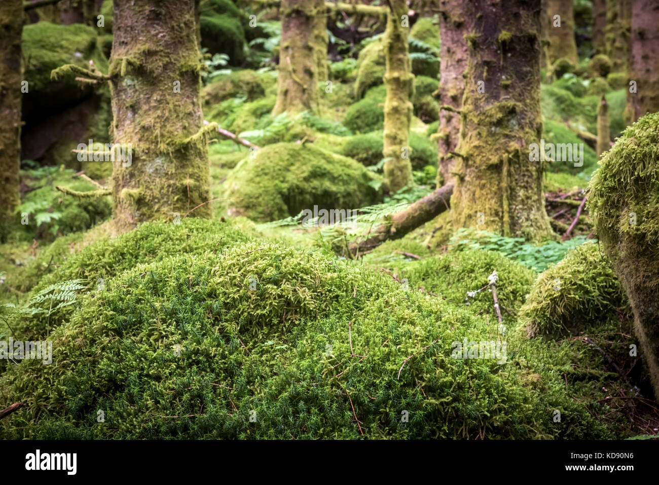 dark scary spruce tree forest Stock Photo - Alamy