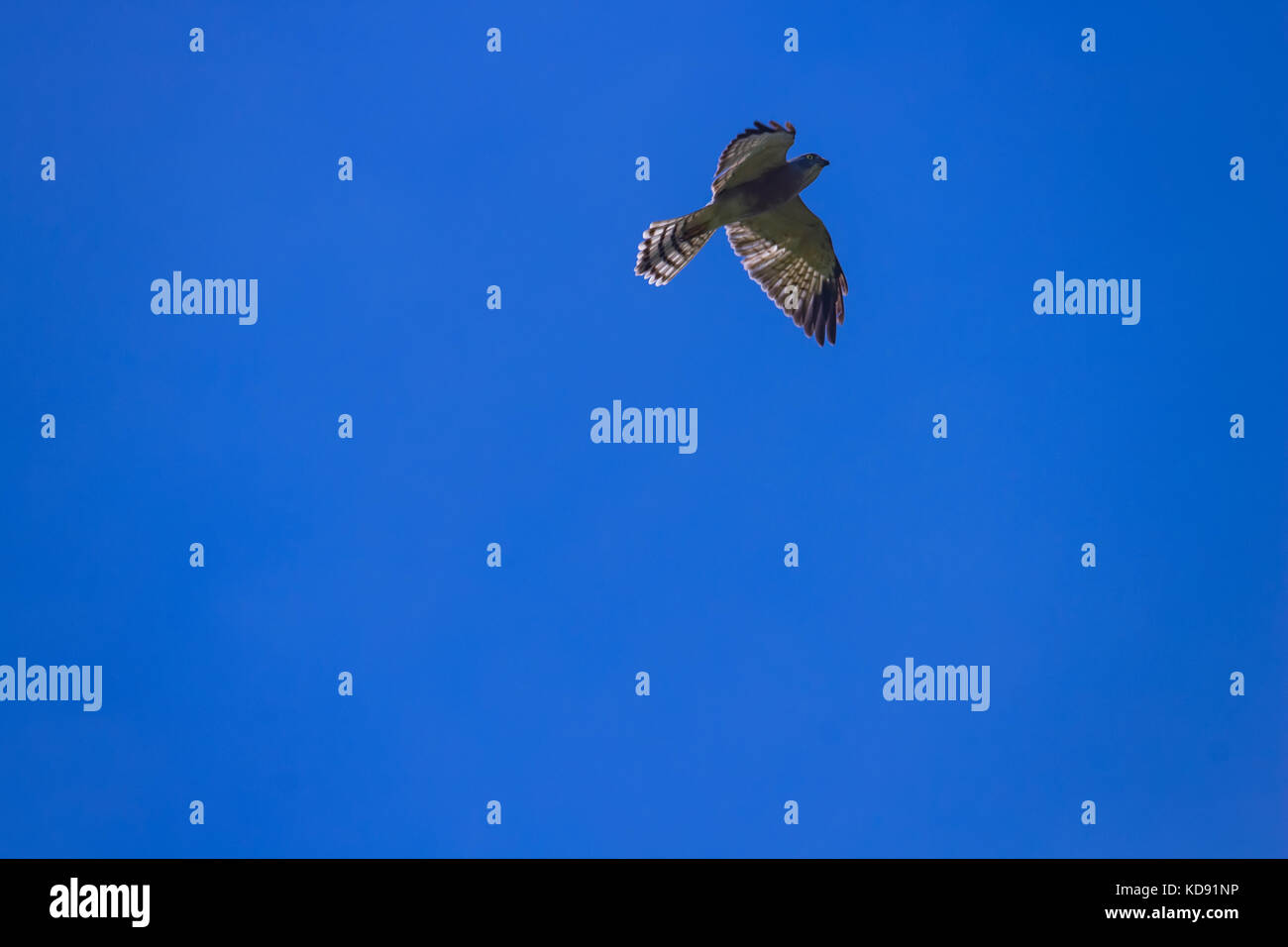 Flying Shikra hawk in the blue sky Stock Photo - Alamy