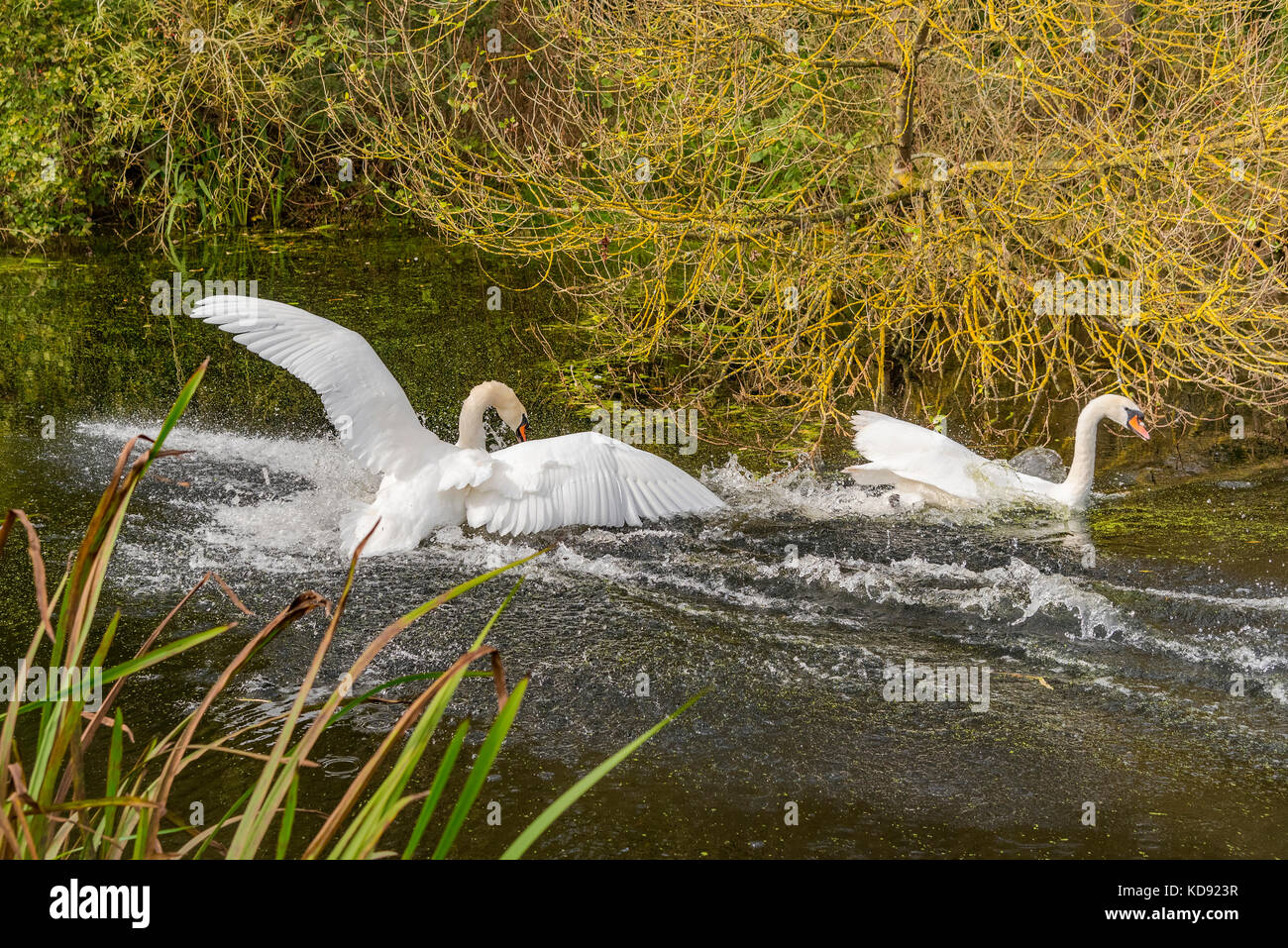 Swan fighting hi-res stock photography and images - Alamy