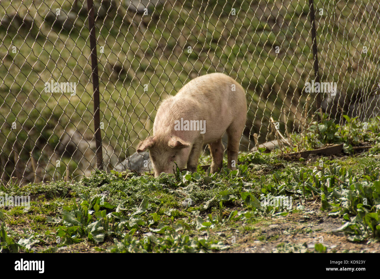 Stepantsminda village - Kazbegi Georgia Stock Photo - Alamy
