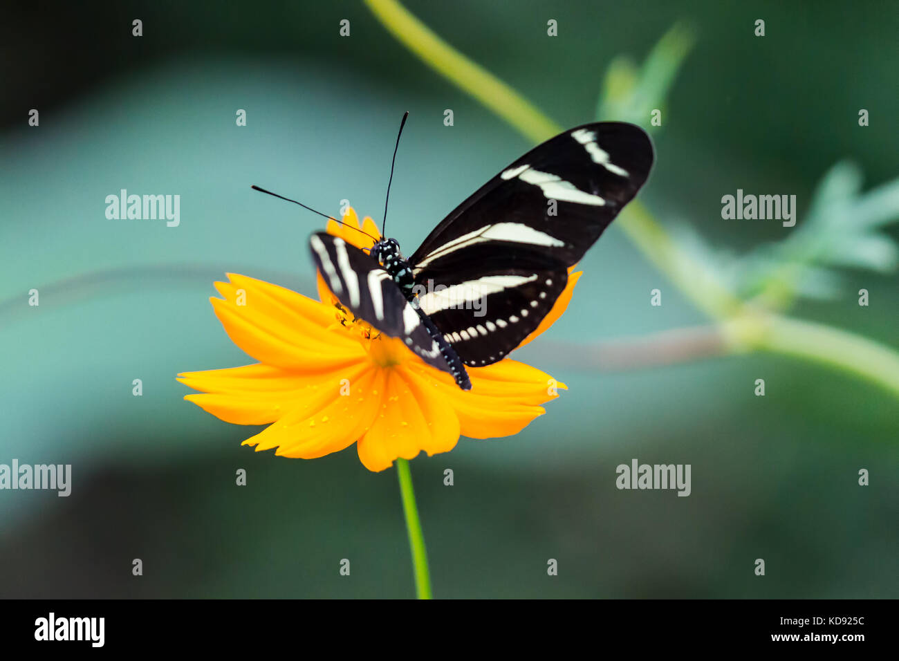 Zebra Longwing, Heliconius Charitonia, Butterfly - Costa Rica Stock ...