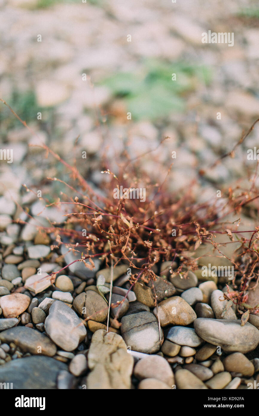 Pebber hi-res stock photography and images - Alamy