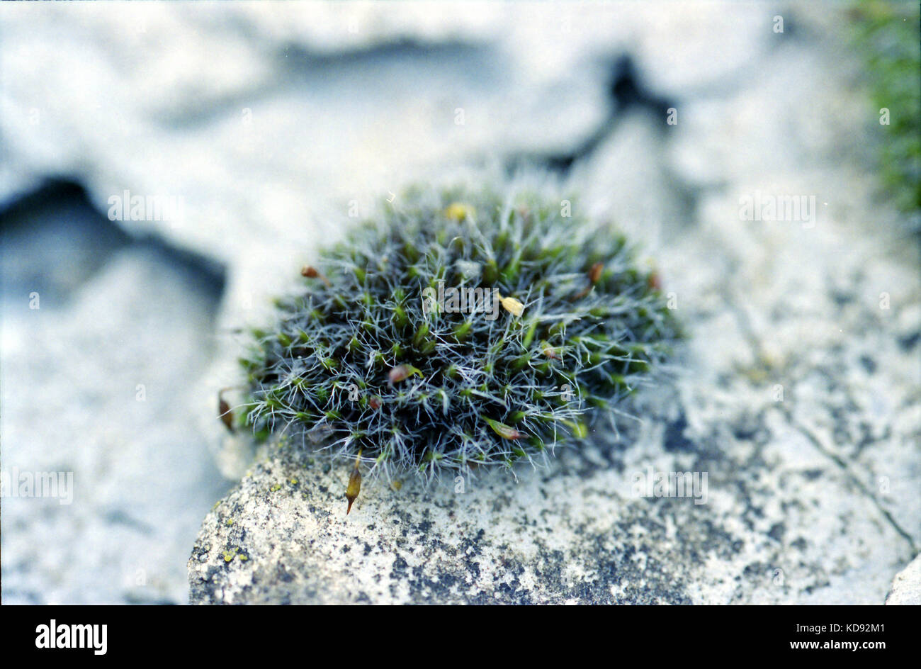 close up of dosh Stock Photo - Alamy