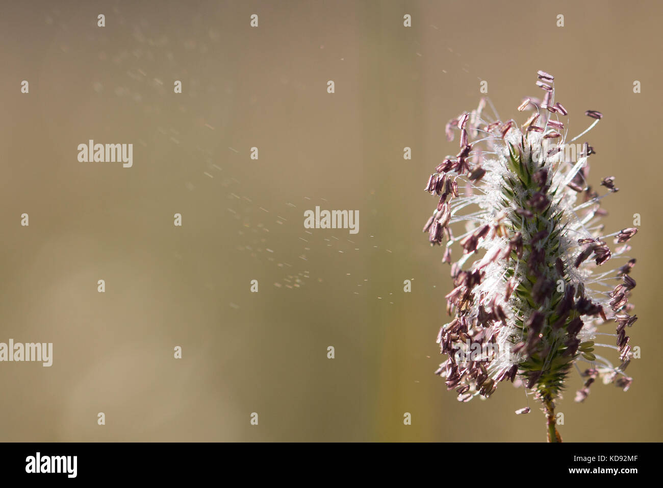 close up of flower head Stock Photo - Alamy