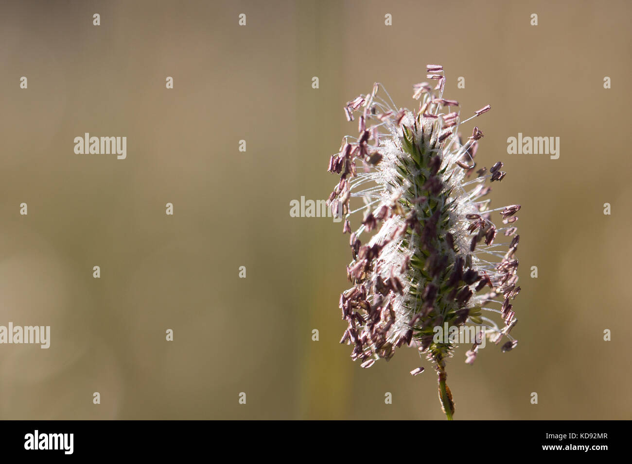 close up of flower head Stock Photo - Alamy