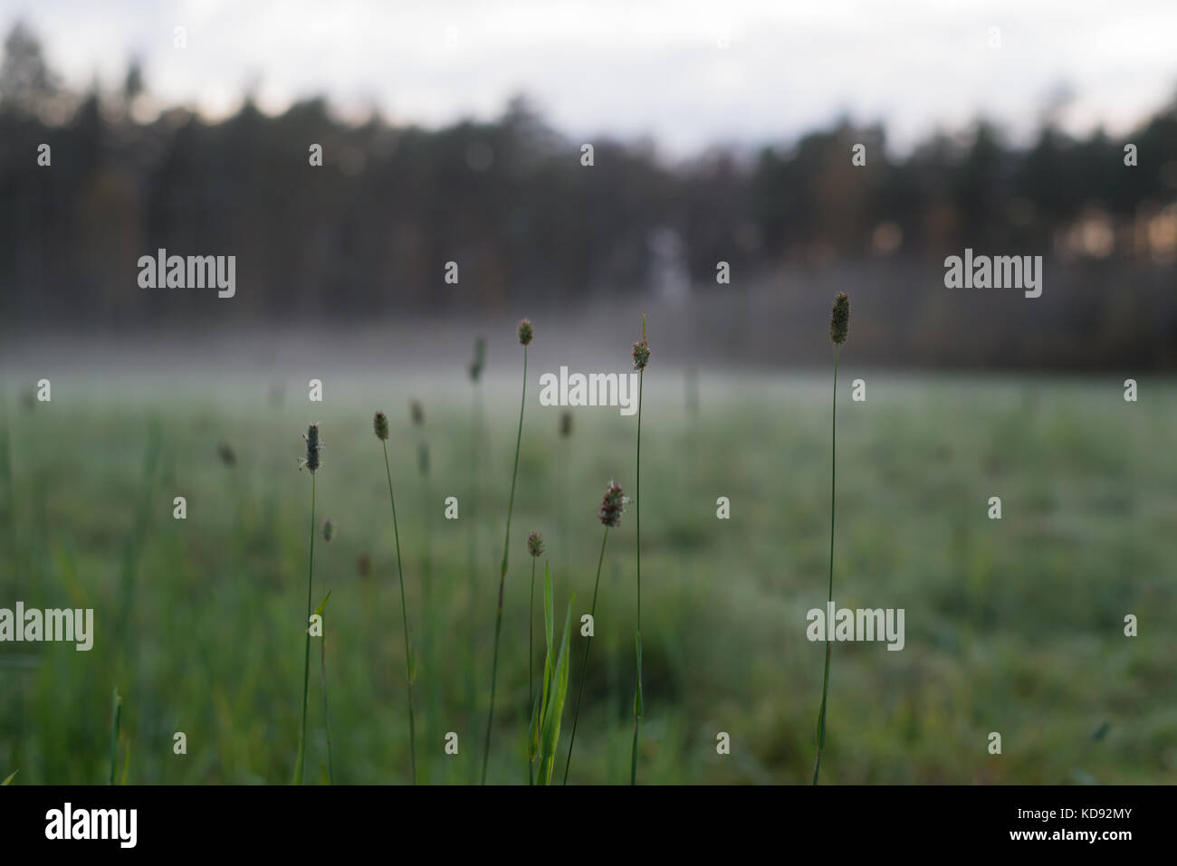 Misty background hi-res stock photography and images - Alamy