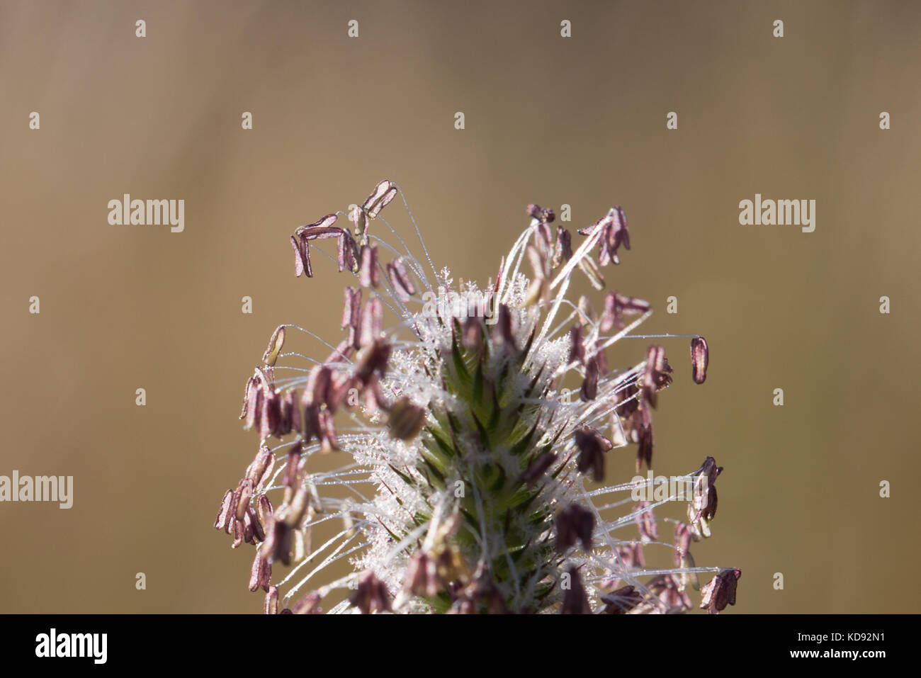 Seed head pattern hi-res stock photography and images - Alamy
