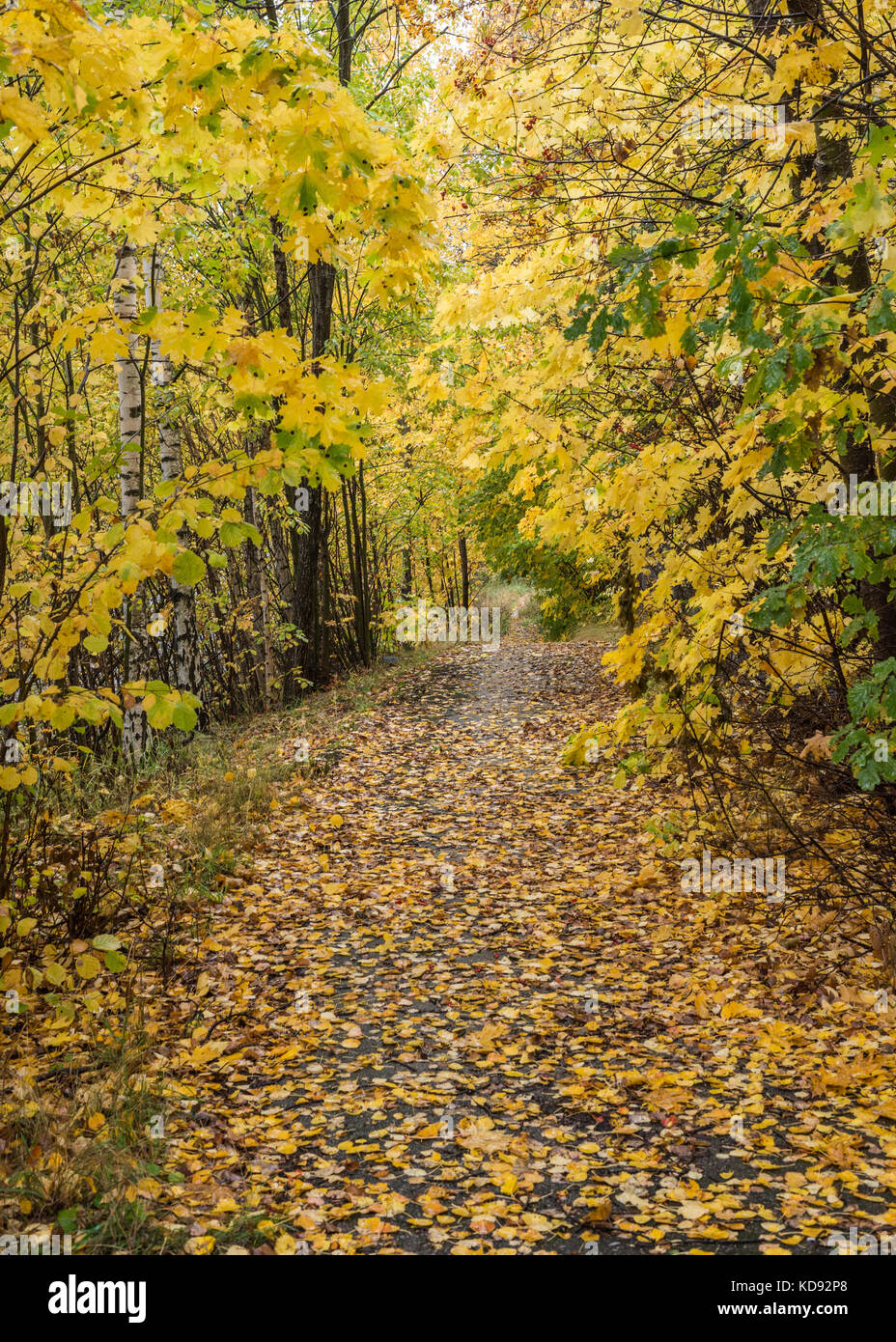 Pathway path fall hi-res stock photography and images - Alamy