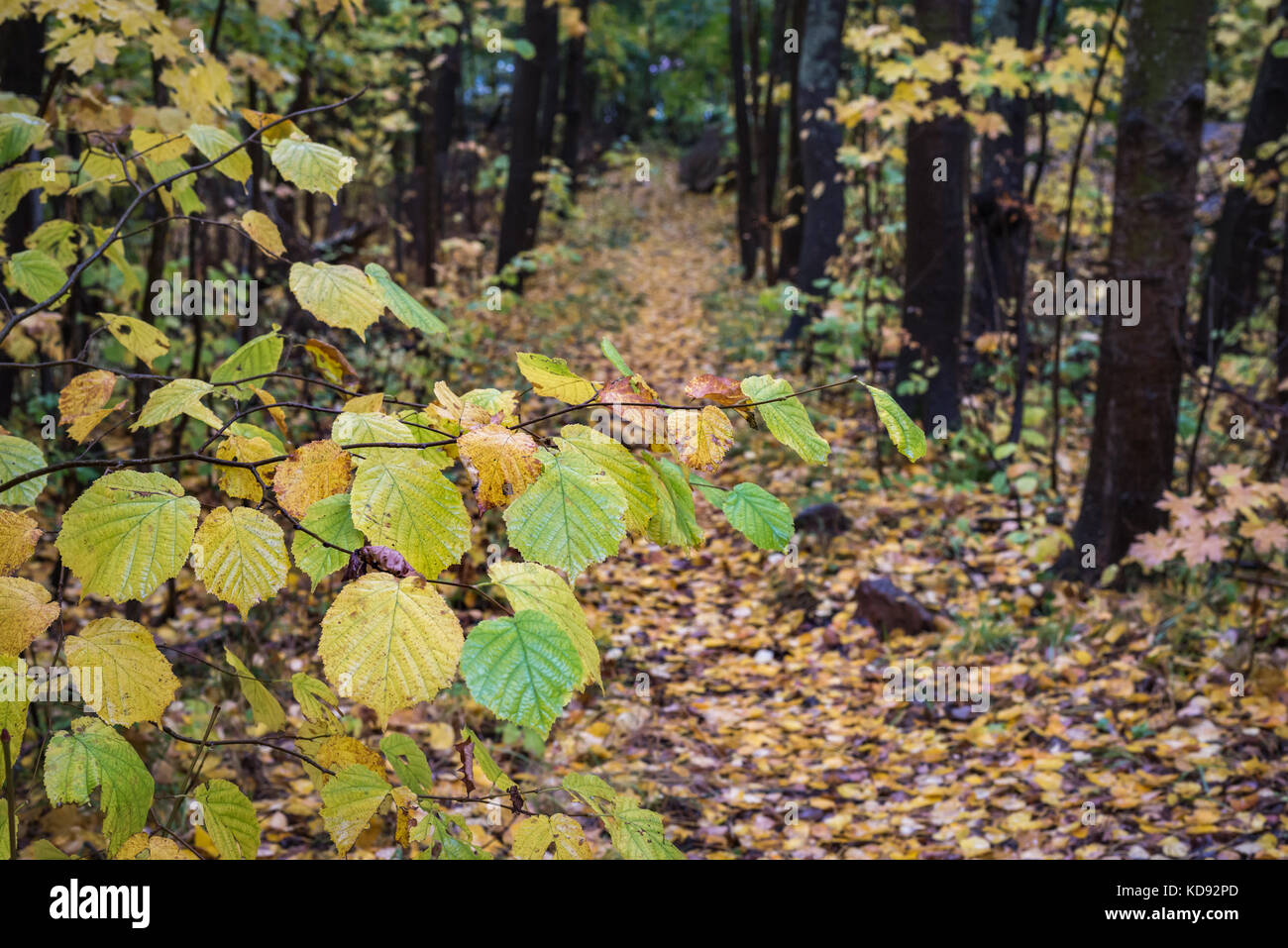 Pathway through autumn forest hi-res stock photography and images - Alamy