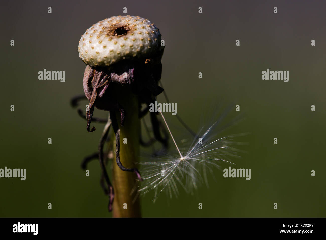 dandelion seeds flying in the wind Stock Photo - Alamy