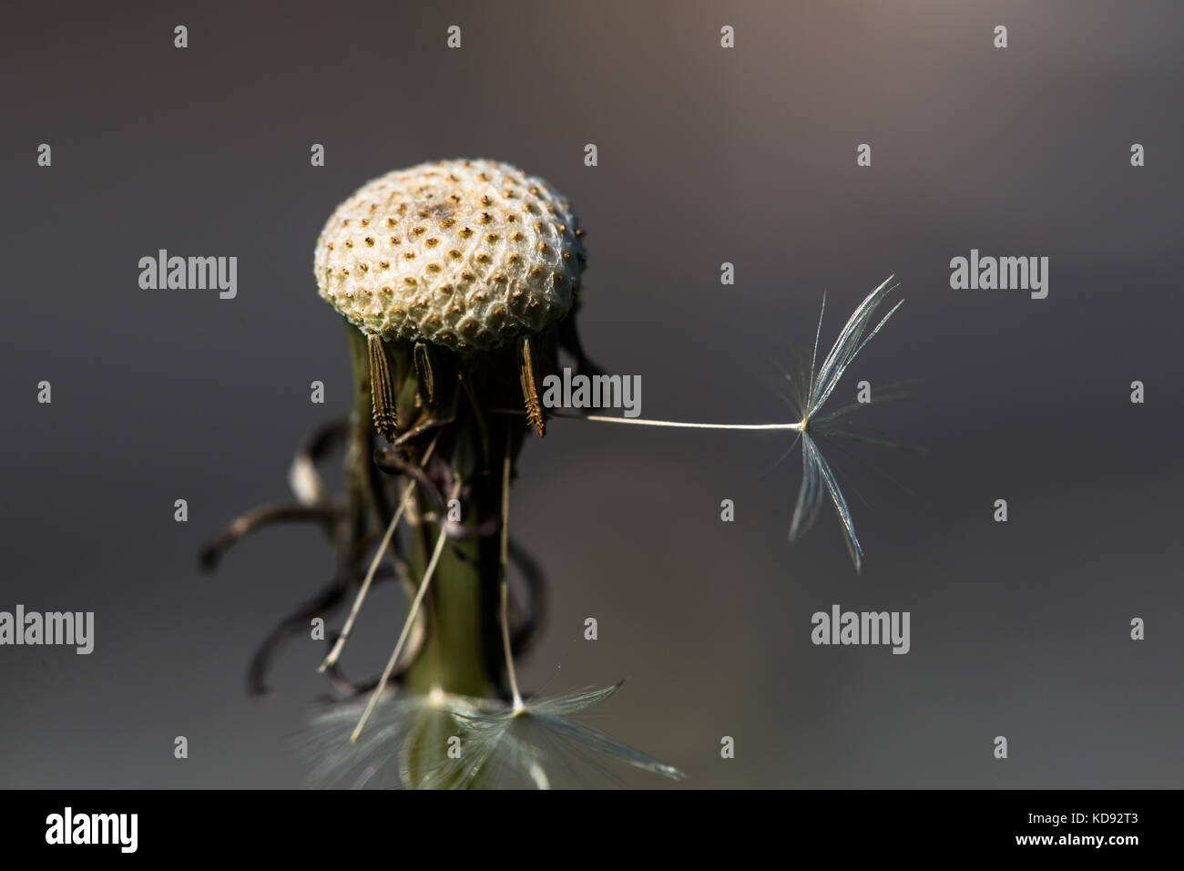dandelion seeds flying in the wind Stock Photo - Alamy