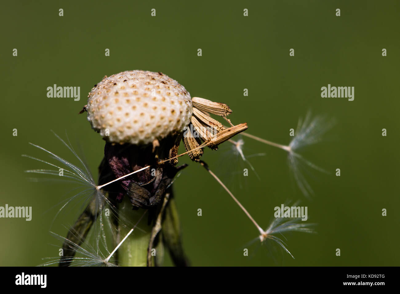 dandelion seeds flying in the wind Stock Photo - Alamy