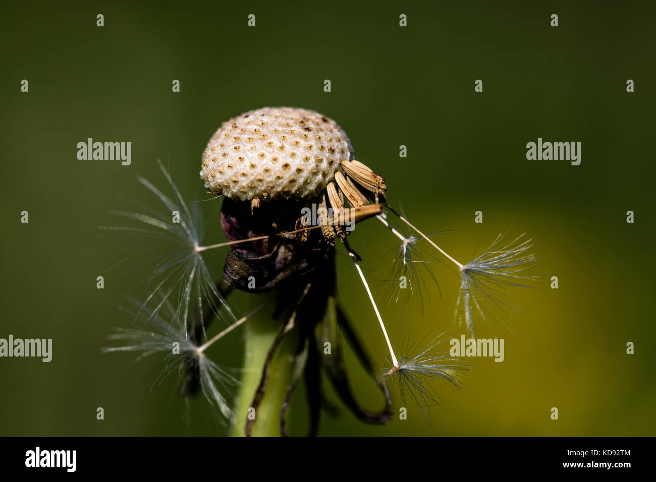 dandelion seeds flying in the wind Stock Photo - Alamy