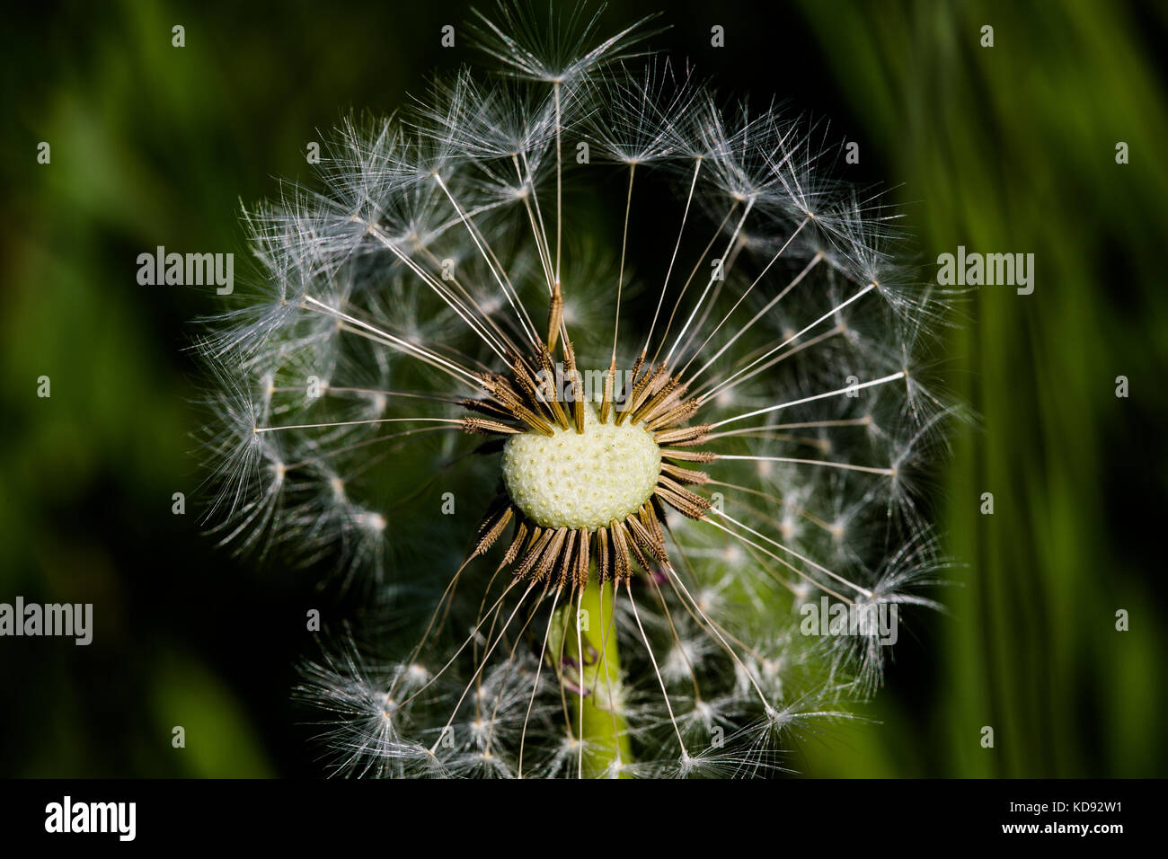 dandelion seeds flying in the wind Stock Photo - Alamy