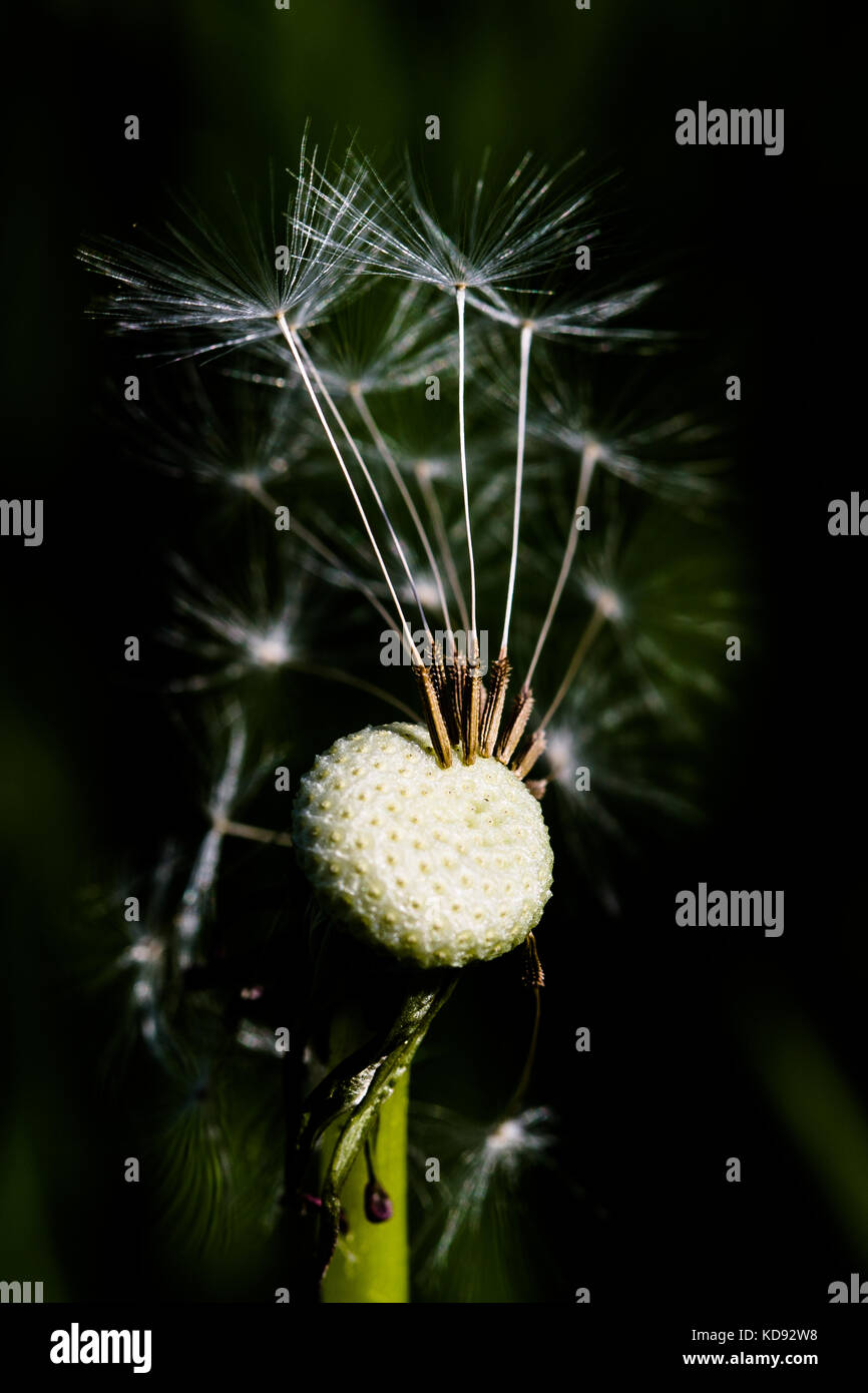 dandelion seeds flying in the wind Stock Photo - Alamy