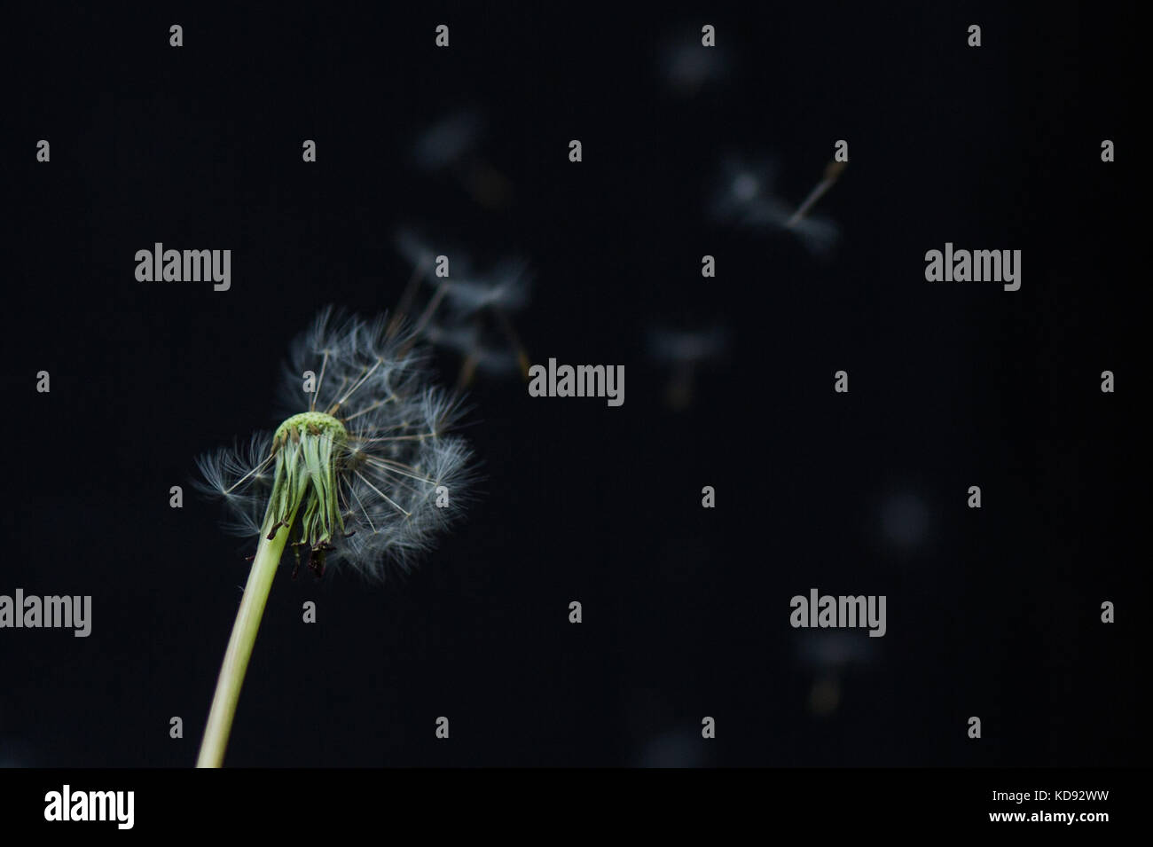dandelion seeds flying in the wind Stock Photo - Alamy