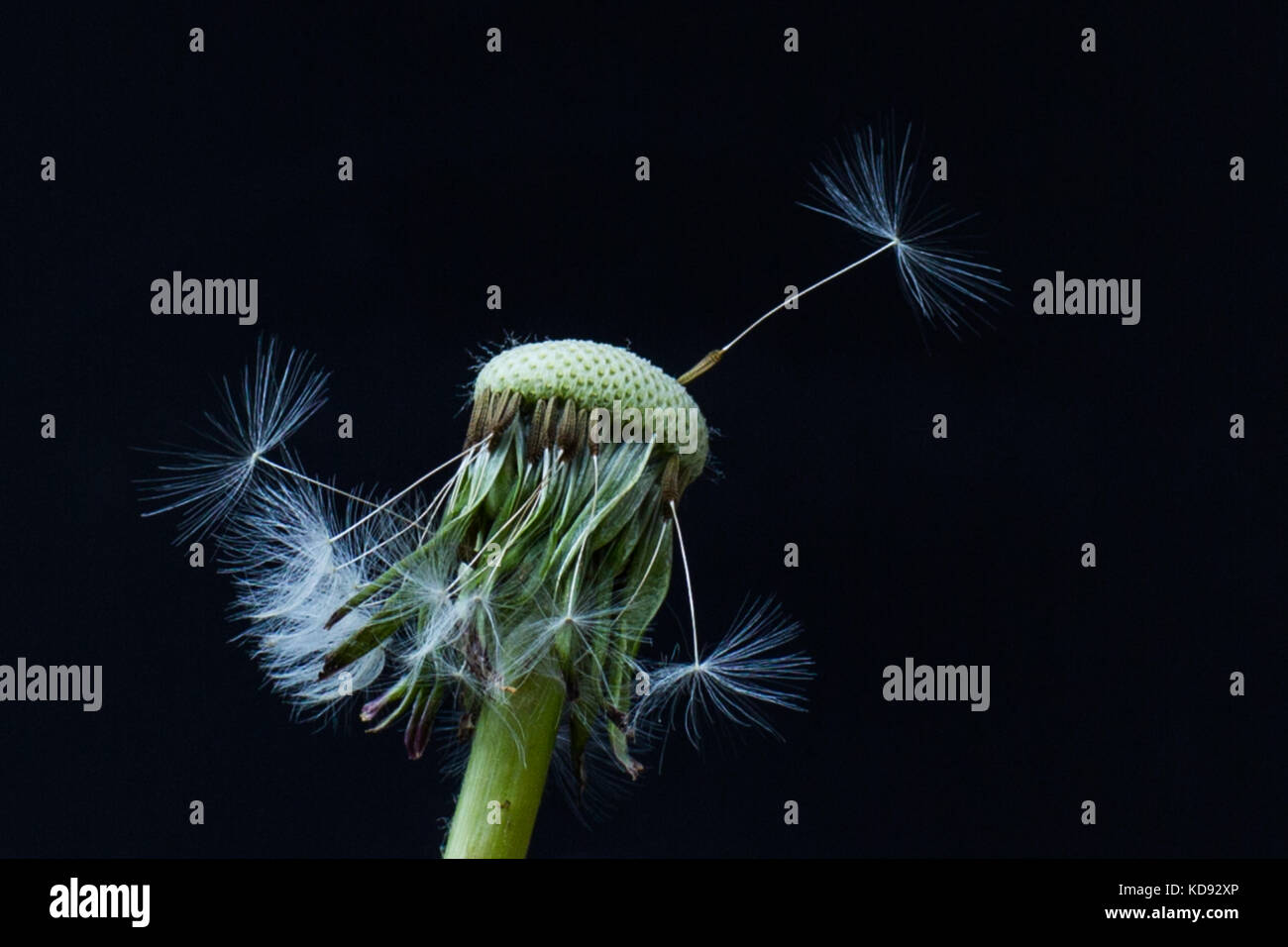 dandelion seeds flying in the wind Stock Photo - Alamy