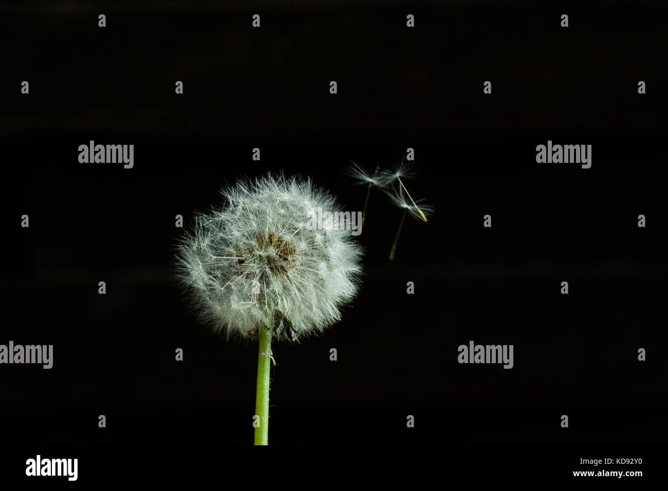 dandelion seeds flying in the wind Stock Photo - Alamy