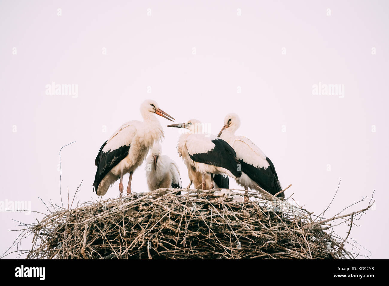 Family Of Adult European White Storks Sitting In Nest On White Sky ...