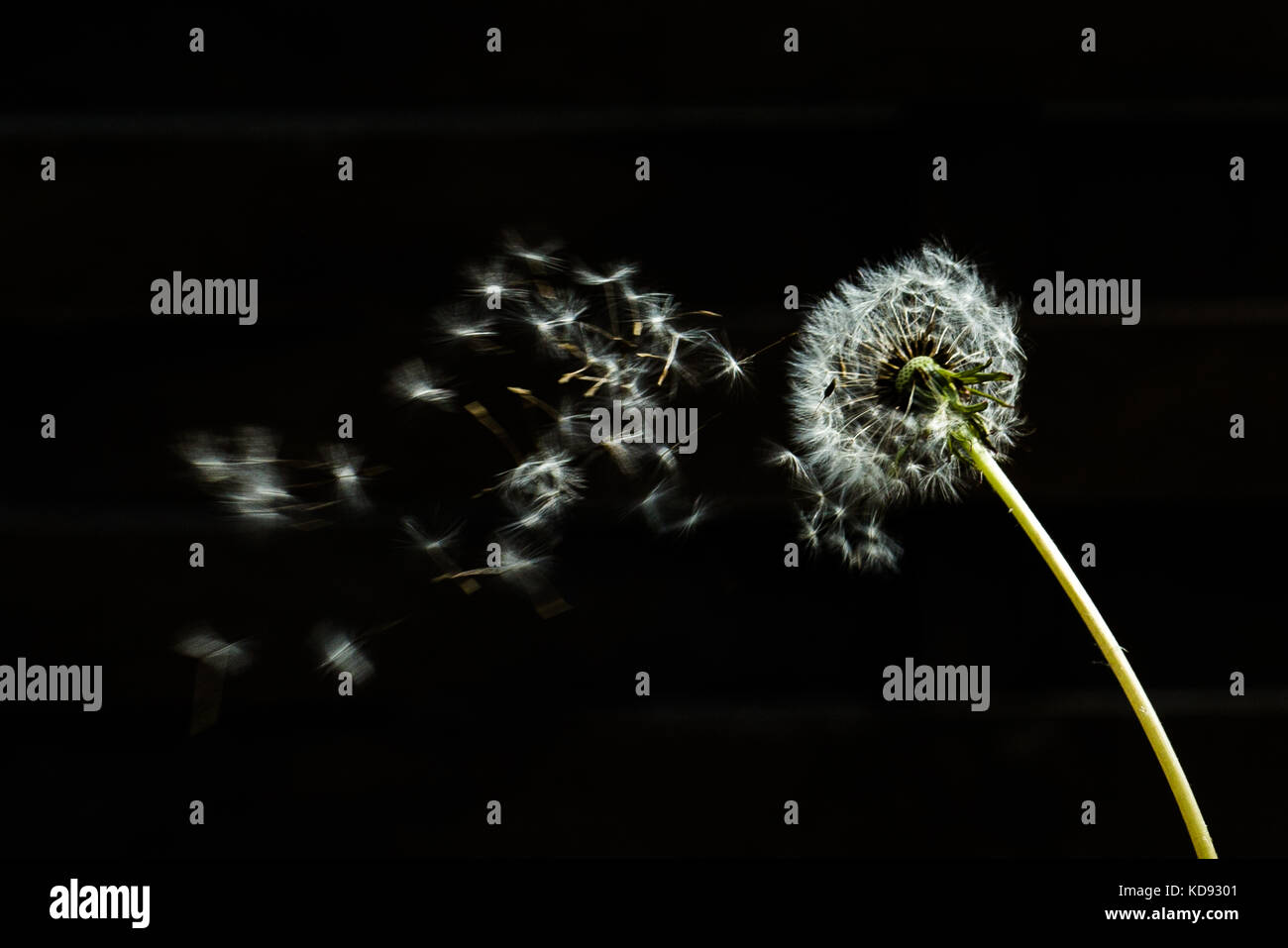 dandelion seeds flying in the wind Stock Photo - Alamy