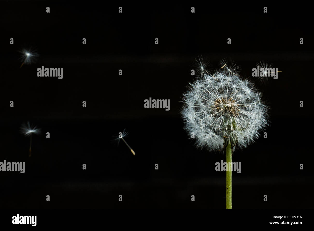 dandelion seeds flying in the wind Stock Photo - Alamy