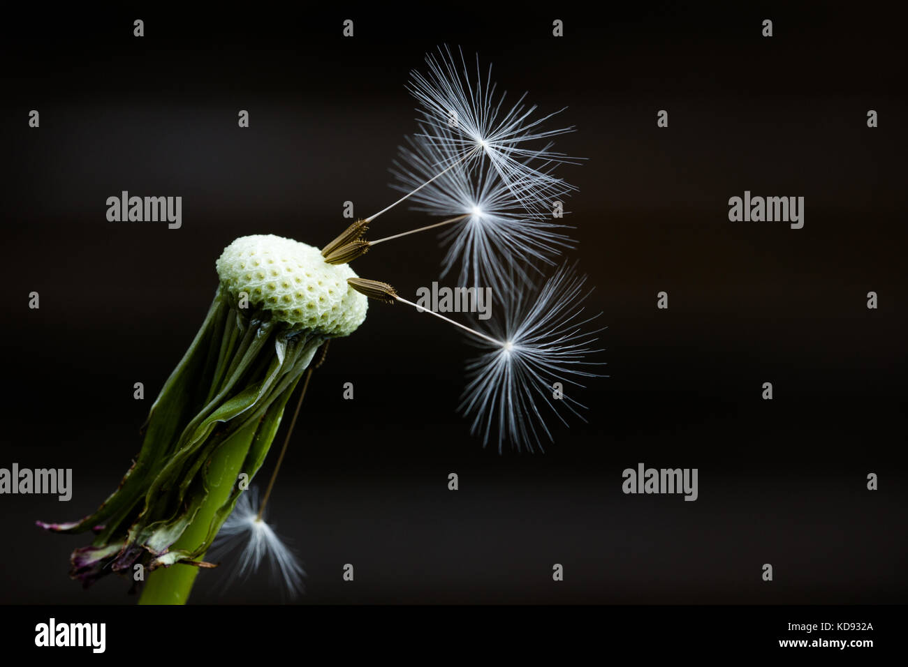 dandelion seeds flying in the wind Stock Photo - Alamy