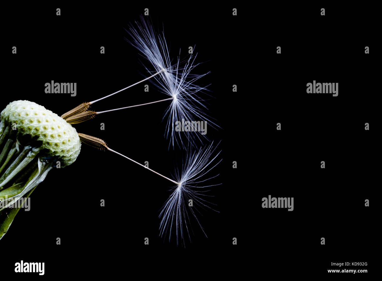 dandelion seeds flying in the wind Stock Photo - Alamy